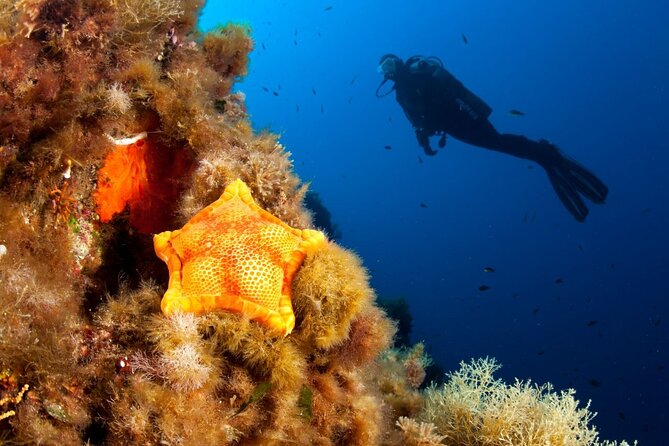 Dubrovnik 1 Dive for Certified Divers - Who Will Benefit Most from this Experience?