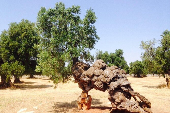 EVO Oil Tasting in Masseria in Ostuni - Key Points