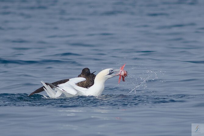 Feathers & Scales - Key Points