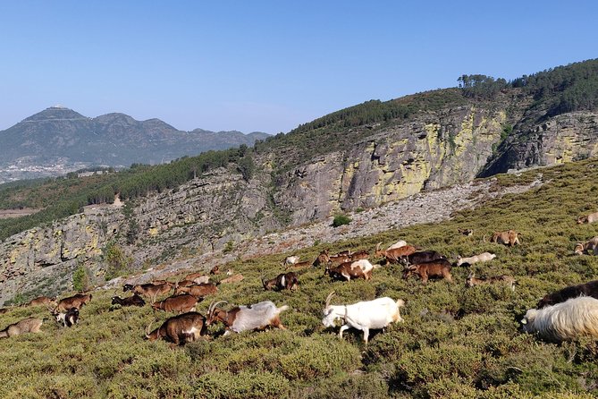 Fisgas de Ermelo Trail - An In-Depth Look at the Tour Experience