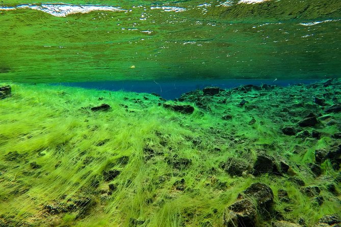 Freedive Silfra Half Day Tour - Discovering Thingvellir’s Underwater Marvels