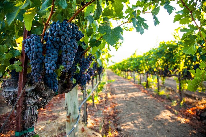 Full Day Private Cyprus Wine Tour from Alaminos