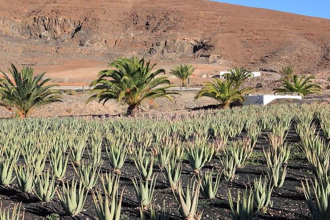 Gran Canaria Historic Tour - Yestarday and Today Premium - Exploring Gran Canaria’s Past and Present