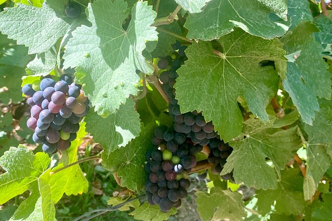 GRAND VINTAGE Moet et Chandon Veuve Clicquot Cellars & Tastings - Exploring the Full Itinerary