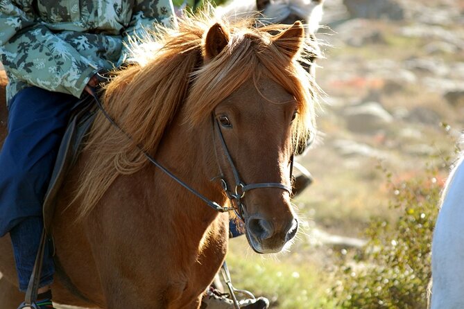Horseback Riding Tour in Iceland - An In-Depth Look at the Icelandic Horseback Riding Experience