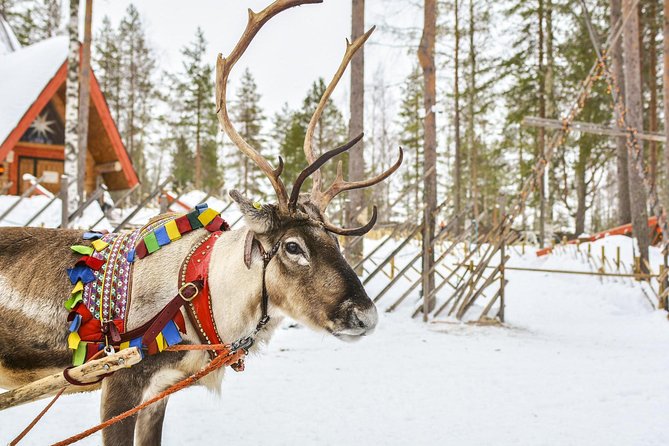Lapland Reindeer and Husky Safari from Rovaniemi - An In-Depth Look at This Arctic Safari