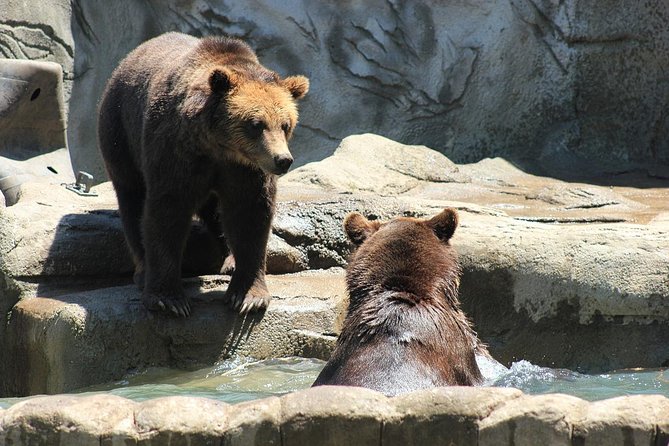 LiBEARty Brown Bear Sanctuary and the most important castles from Romania - FAQ
