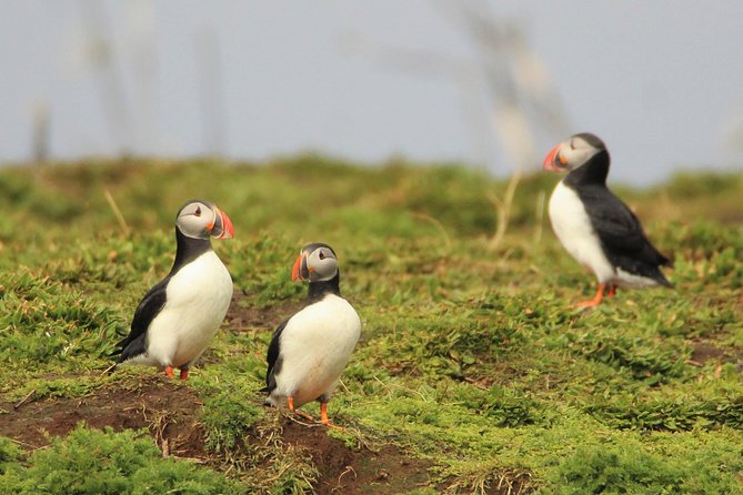 Premium Small-Group Puffin & Bird Watching tour from Reykjavík - Authentic Feedback and Highlights