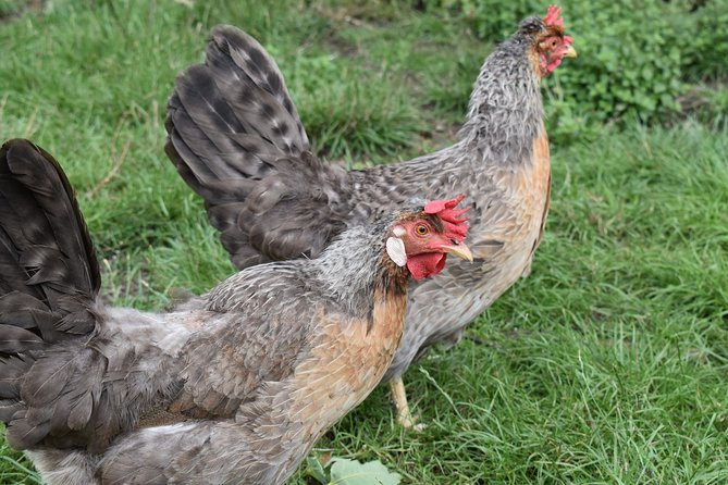 Private Day in the Cotswolds Tour - An In-Depth Look at the Cotswolds Tour