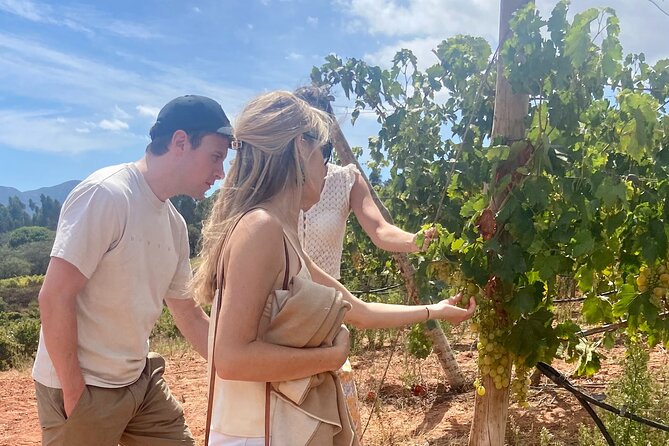 Private Full-Day Wine Tour Arrábida from Lisbon with Tastings - A Deep Dive into the Experience