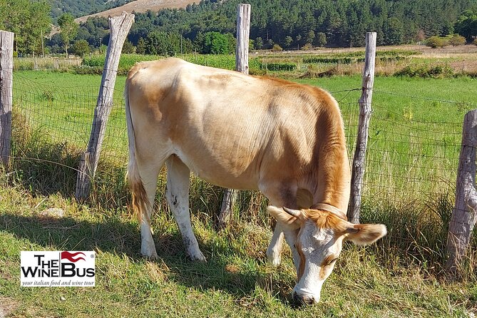 Private Irpinia Gourmet Tour from POSITANO, PRAIANO or AMALFI - Transport, Timing, and Comfort