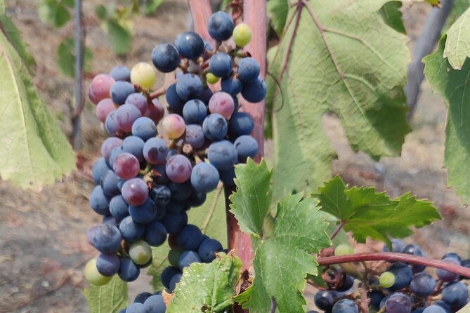 Private Tour Pompeii and Winery - Setting the Scene: A Private Tour for a Personal Touch