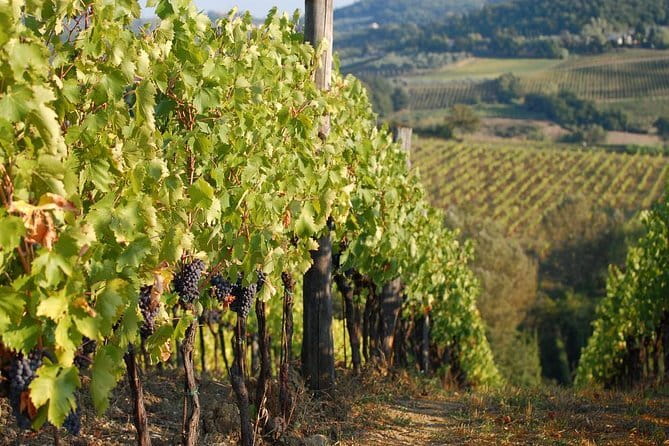 Private Tuscany Day Tour: San Gimignano and Chianti Wine Region from Florence - Discovering San Gimignano: Medieval Towers and Vernaccia Wine