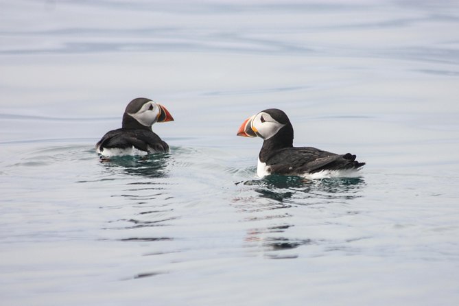 Reykjavik Premium Puffin tour | Close Up and Personal - What the Reviews Say