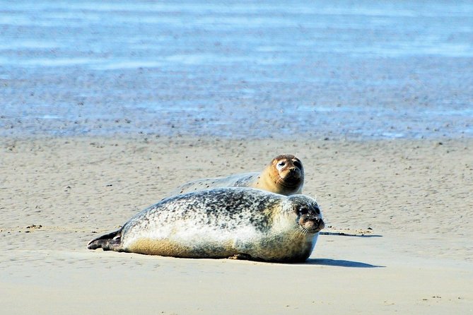 Small Group Half Day Seal Safari at UNESCO Site Waddensea from Amsterdam - A Well-Rounded, Authentic Day Out