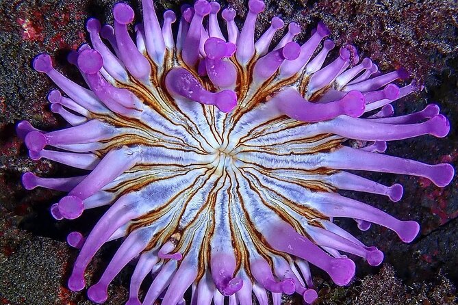 Small Group Snorkeling in Abades Bay with Licensed Guide - Introduction to the Snorkeling Adventure