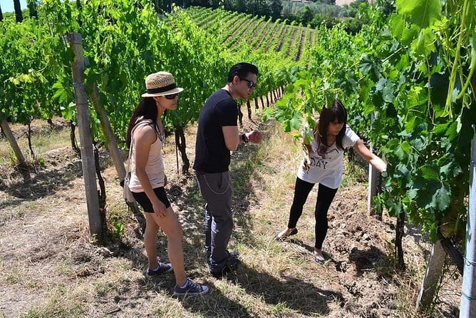 Small-Group Vernaccia di San Gimignano Wine Tour - White and Red Wines - Detailed Exploration of the Itinerary
