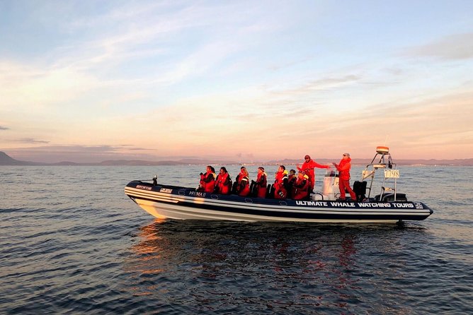 Small-group Whale Watching in the Midnight Sun from Reykjavík - The Ride: Fast, Stable, and Up Close