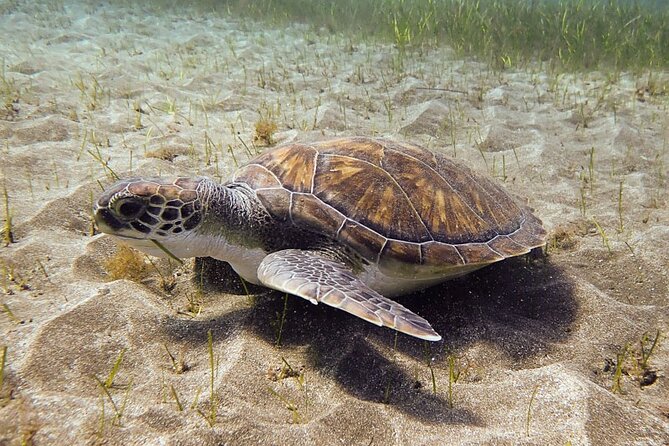 SSI Open Water, South Tenerife - Analyzing the Itinerary and Experience