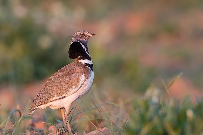 Steppe bird watching in La Mancha Toledana - Key Points