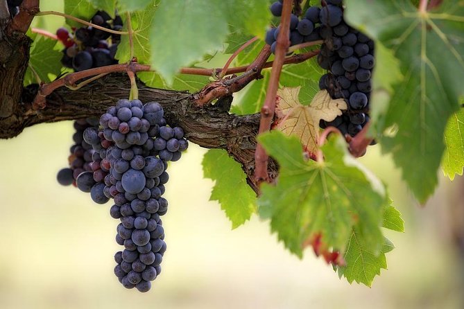 The Original Syrah Wine Tour (2:00 pm - 6:30 pm) - Small Group Tour from Lyon - The Value of the Experience