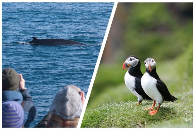 Two-In-One: Whale & Puffin Watching Tours from Reykjavik - FAQs