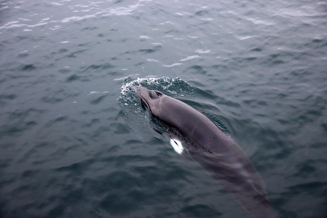 Whale-Watching Boat Tour with Expert Guide from Reykjavik - The Itinerary: What to Expect