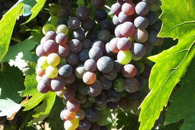 Wine tasting in Chianti, visiting Castellina, in Tuscany from Rome - A Scenic Journey into Tuscanys Heart