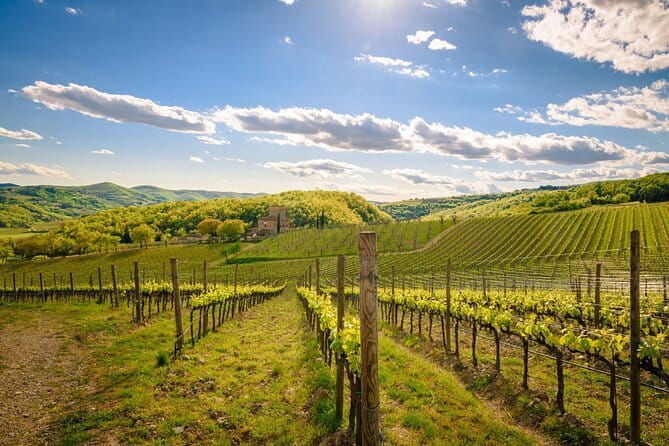Wine tasting in TWO family wineries around Florence - The Itinerary in Detail
