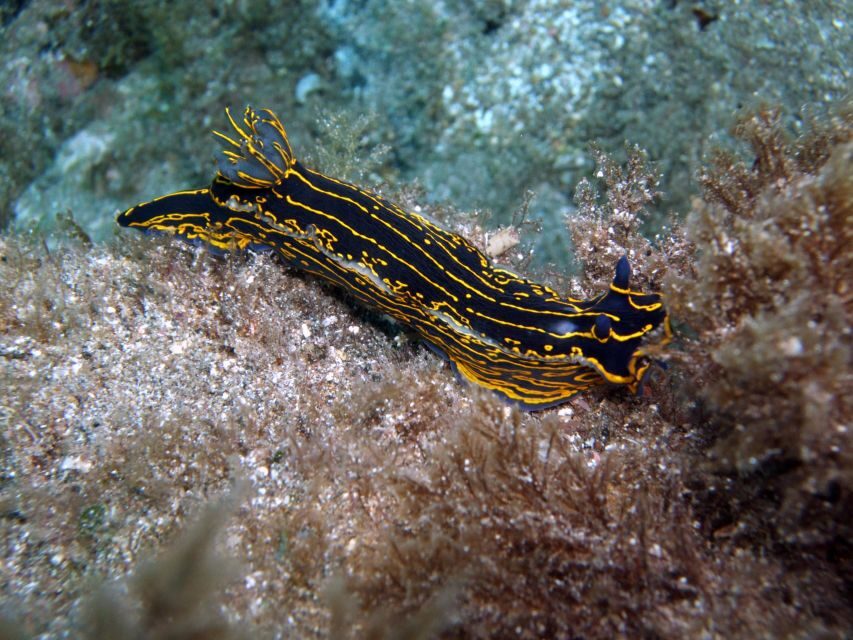 2-Dive Guided Scuba Diving For Qualified Divers