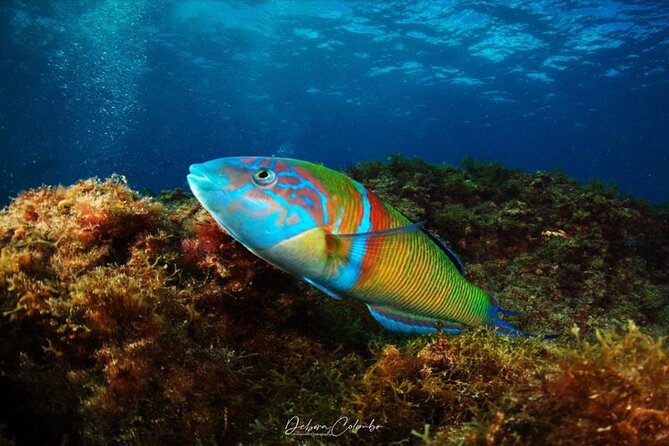 2 Hours Guided Snorkeling Tour in Playa Chica