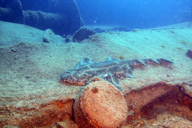 2 Dive Package for PADI Qualified Divers in Gran Canaria - The Itinerary - What Will You Actually Do?