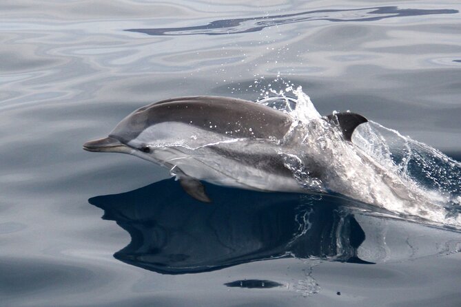 2-Hour Dolphin Watching Experience in Fuerteventura