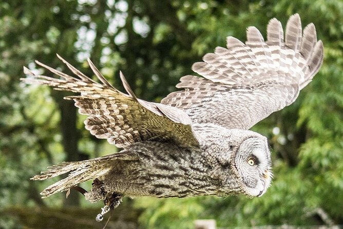 Admission Pass to Eagle Heights in Kent