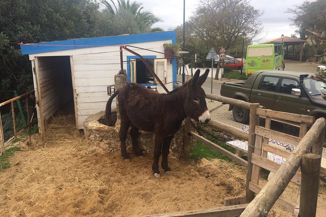 Algarve Mountains & Villages - Half Day Jeep Safari Trip - What the Guides Bring to the Table