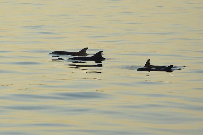 All-Inclusive Sunset Cruise & Dolphin Watching  Medulin