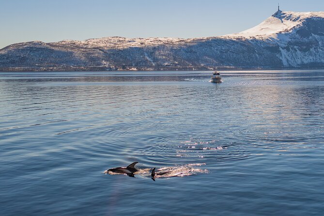 Alta Fjord Whale Watching on a Heated Boat