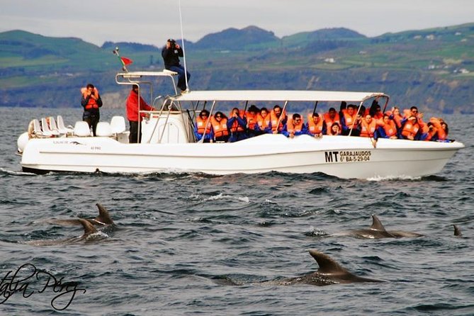 Azores Whale Watching Tour  Ponta Delgada