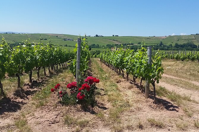 Beaujolais Region Wine Tasting Private Day Tour from Lyon - Who Will Love This Tour?