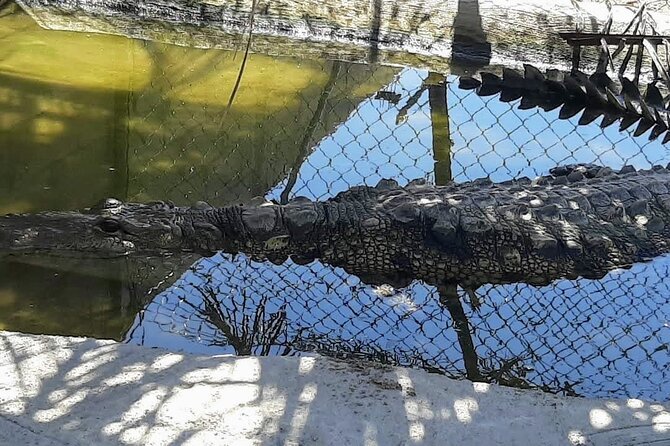 Boat Ride-Gentle Beach Beach Horseback Ride+Lunch-Crocs-Turtles - Who Is This Tour Best For?