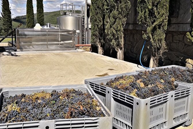 Brunello di Montalcino 2 Top Wineries full day Limousine Service - What Travelers Can Expect