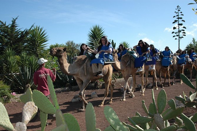 Camel Riding Tour at El Tanque, Tenerife - Authentic Experiences and Honest Feedback from Visitors