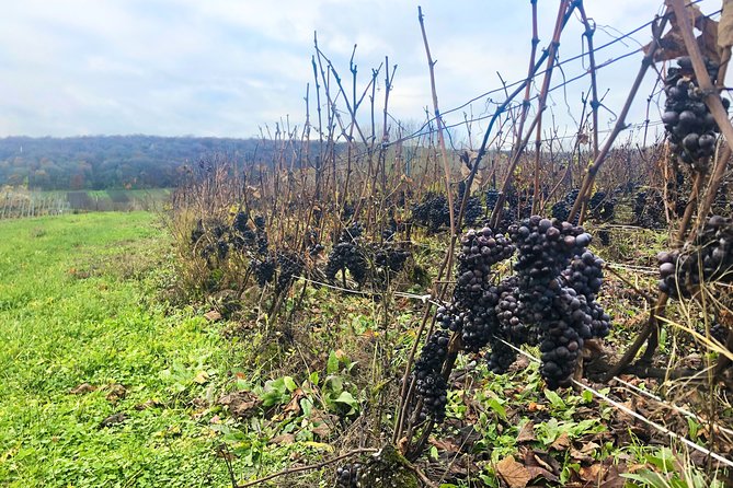 Champagne Area Small-Group Tour including a Top Champagne house & Family Winery - Transportation, Timing, and Practical Details