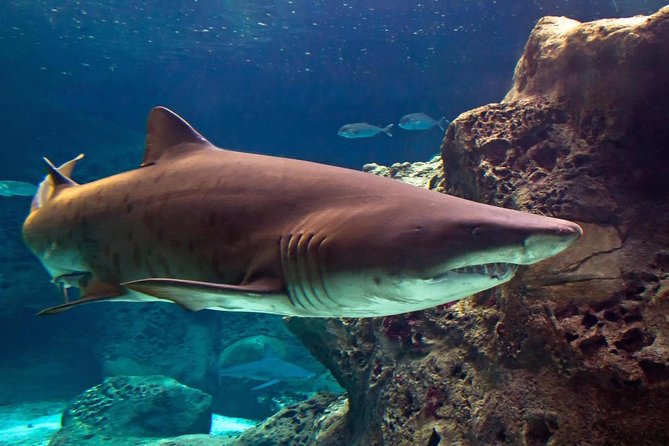 Chania Childrens Day CretAquarium Dinosauria and Labyrinth Park - What Makes This Tour Special for Families?