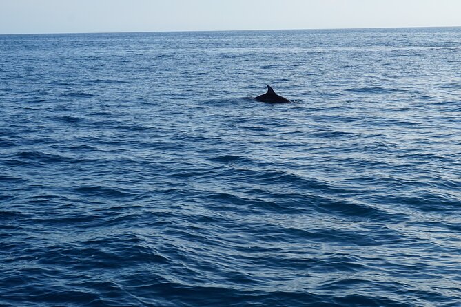Dolphin Watching around Pore Riviera with Boat Trip