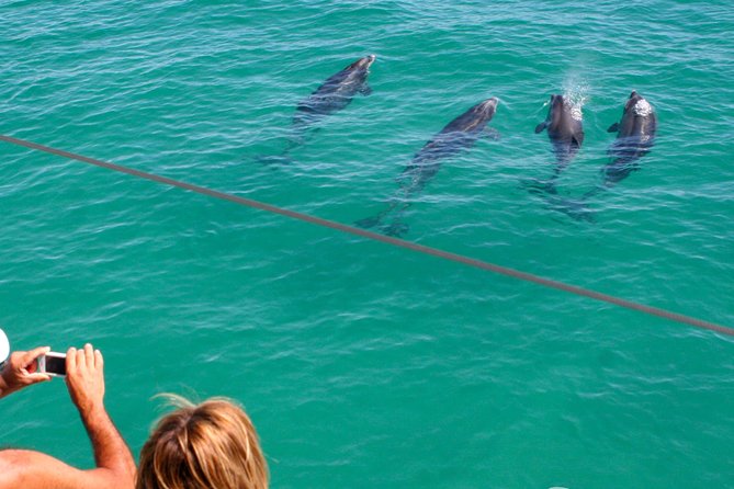 Dolphin Watching in the Wild - Half Day