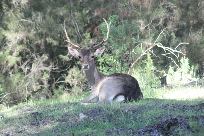 Donana National Park & Matalascanas Guided Tour from Seville