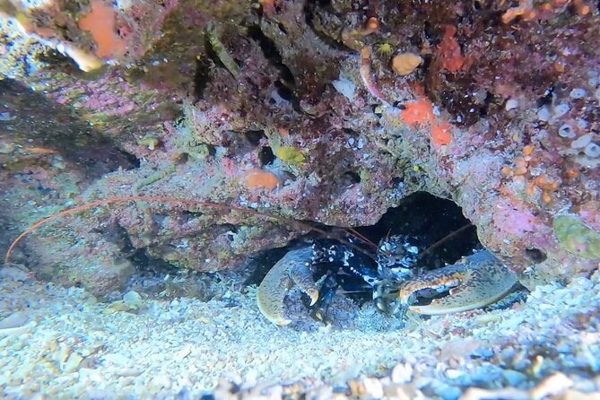 Double dive in the Capo Carbonara Marine Protected Area, for patents.