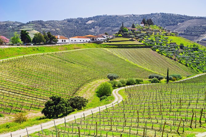 Douro Valley tour from Porto - What Travelers Are Saying