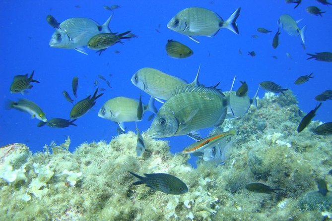 French Riviera Villefranche Bay Snorkeling Tour from Nice